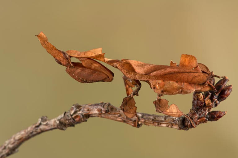 The art of deception: How the ghost mantis masters leaf mimicry