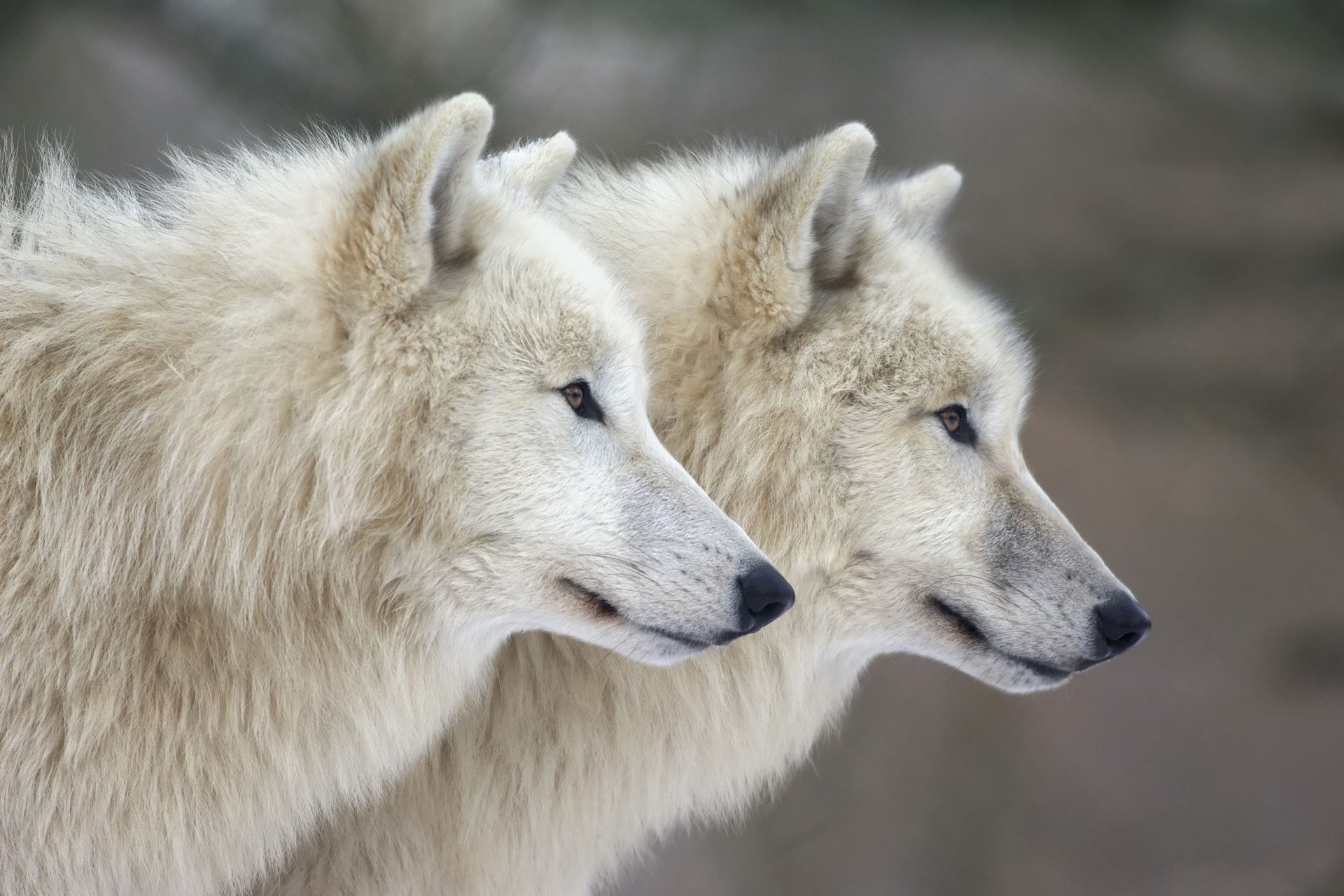 Amor eterno en el reino animal: Parejas inseparables de por vida