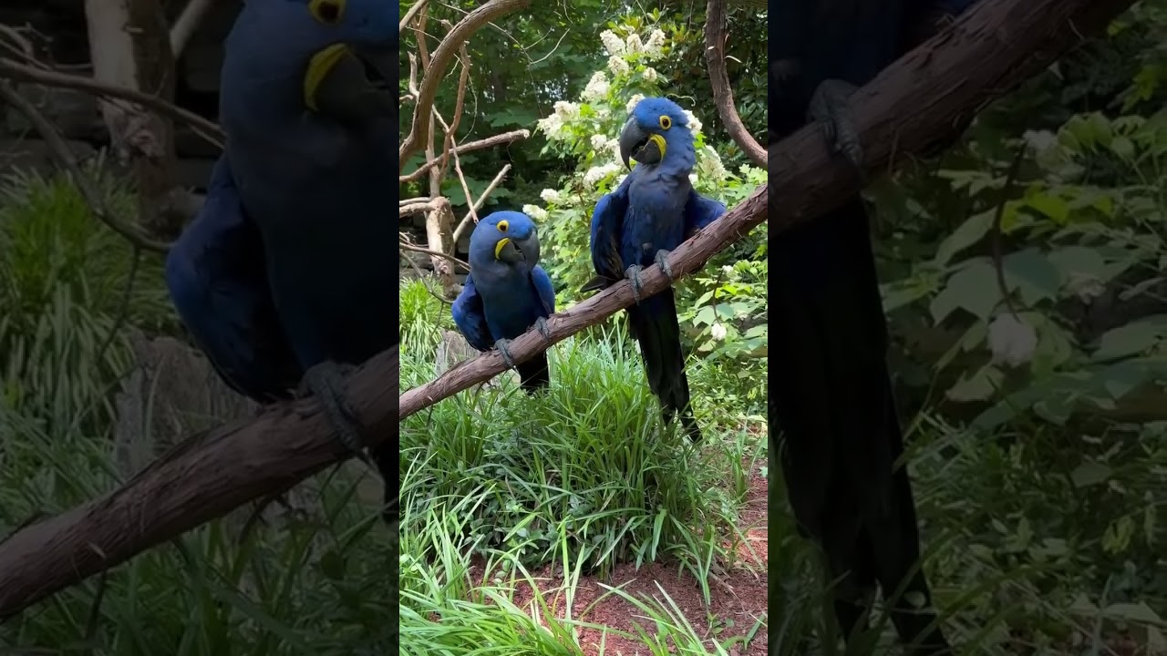 Parrots Elmo and Pequeno bring sound and chaos