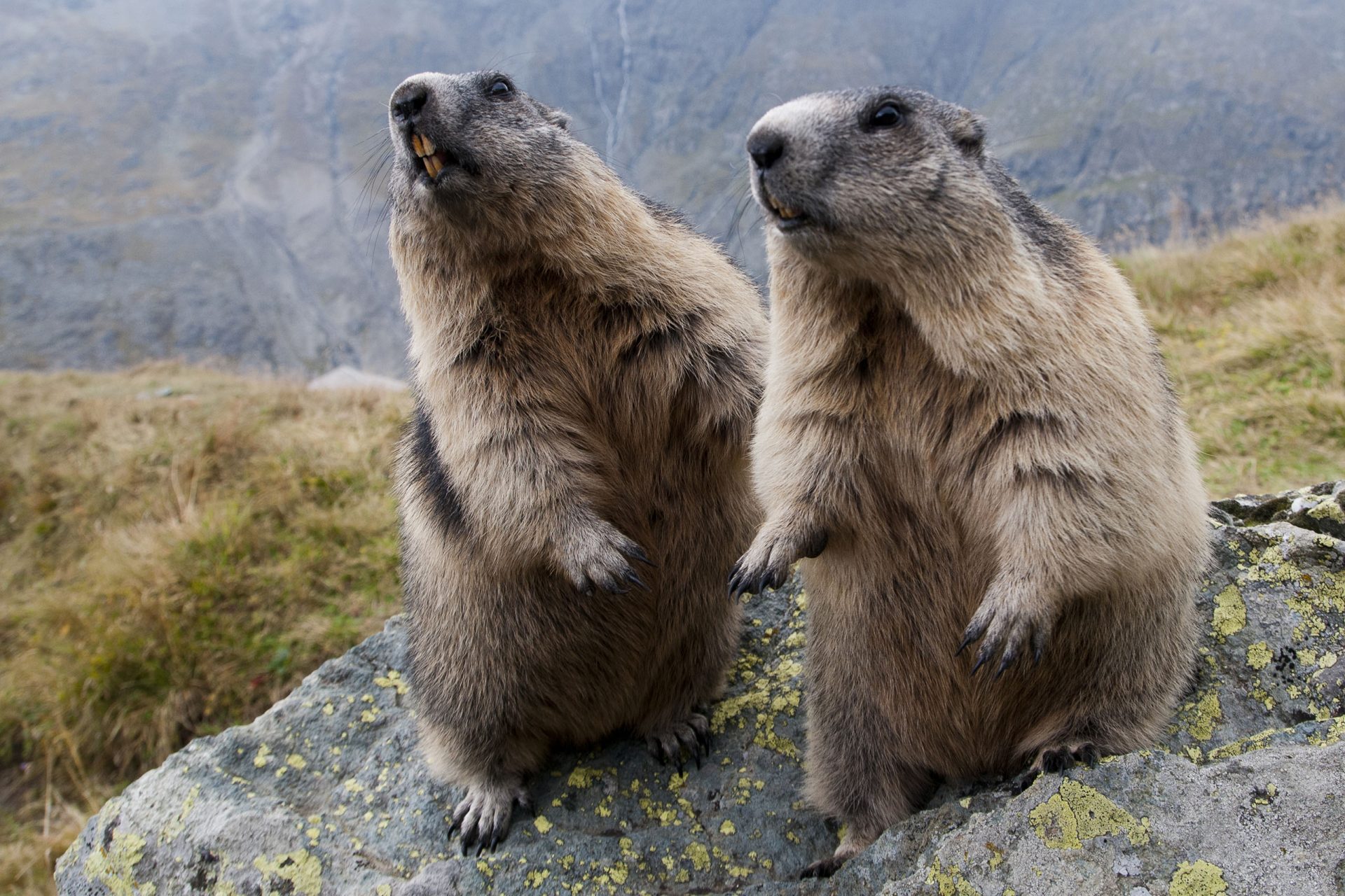 Amor eterno en el reino animal: Parejas inseparables de por vida