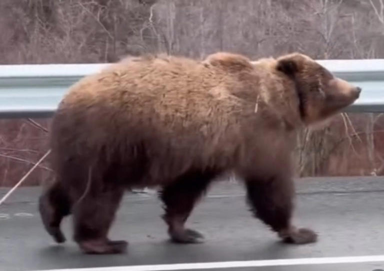 Hanging out: The parasite that affects brown bears