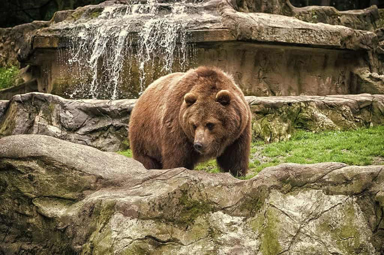 Hanging out: The parasite that affects brown bears