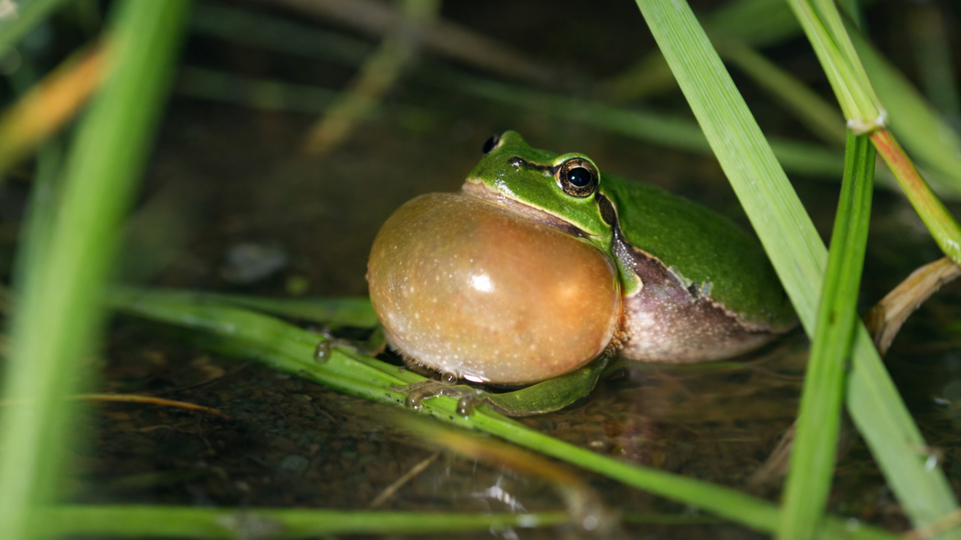 Ik verstijfde toen dit kleine kikkertje begon te roepen
