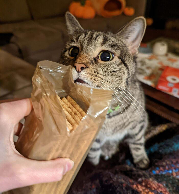 44 absolutely adorable photos of animals staring hungrily at people’s ...