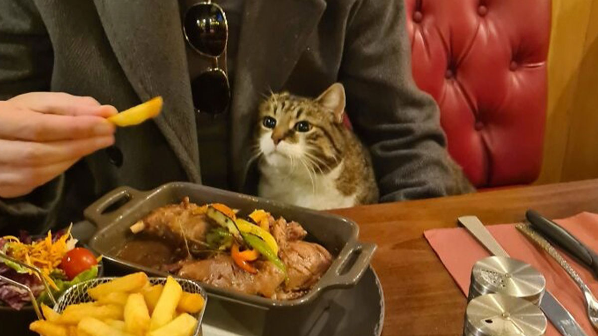 44 absolutely adorable photos of animals staring hungrily at people’s ...