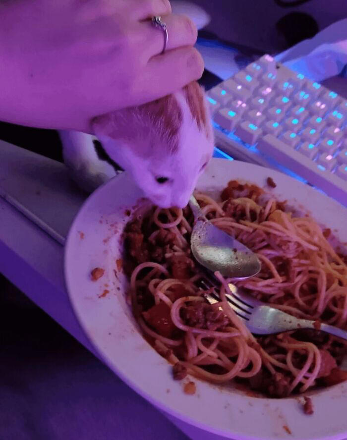 44 absolutely adorable photos of animals staring hungrily at people’s ...