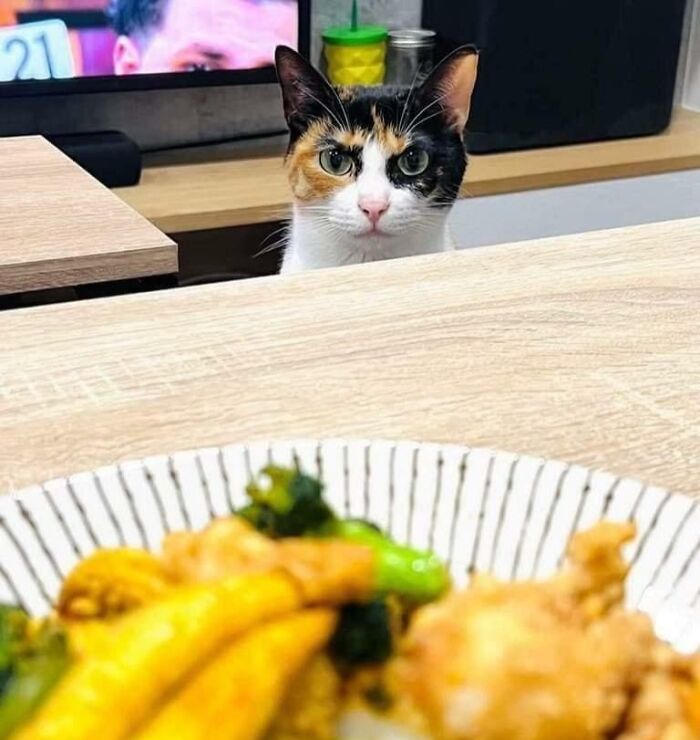 44 absolutely adorable photos of animals staring hungrily at people’s ...