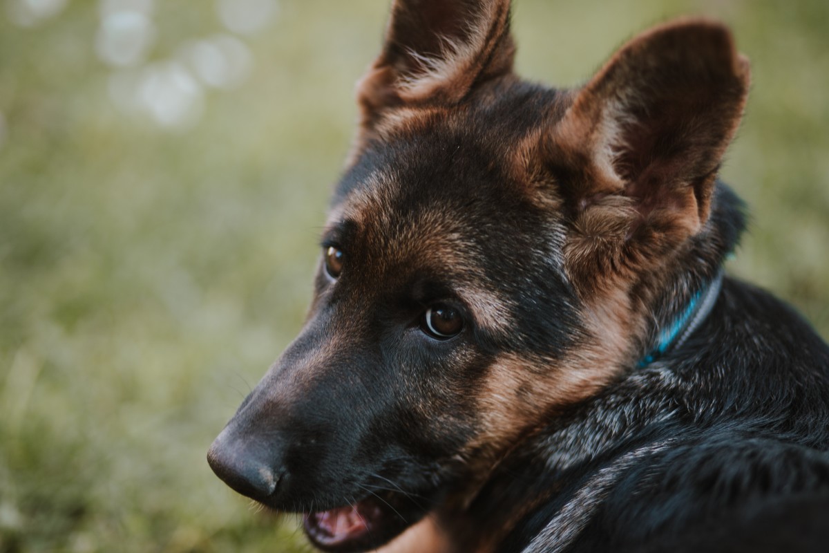 Max the donkey and Nyx the German shepherd play together in ...