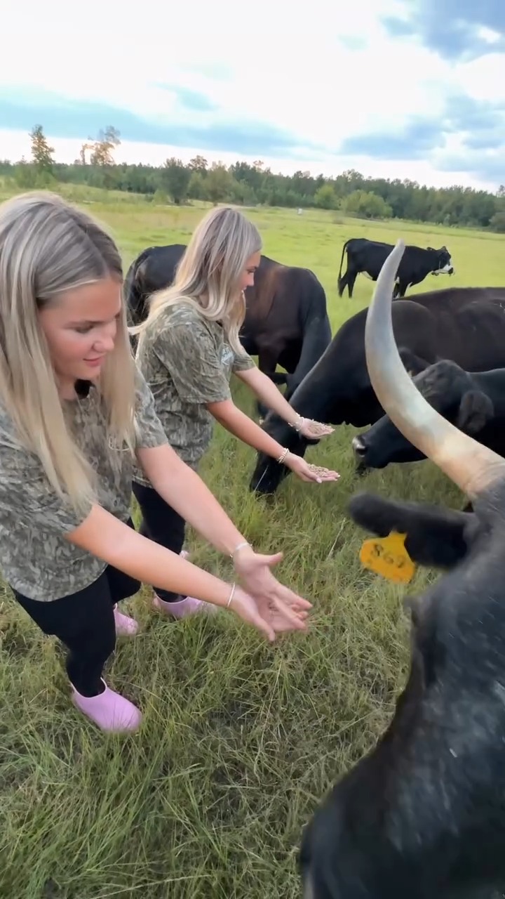 Morning routine: Feeding the cows