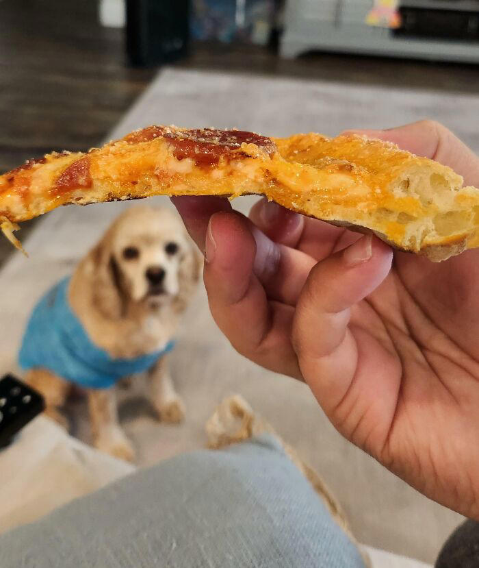 44 absolutely adorable photos of animals staring hungrily at people’s ...