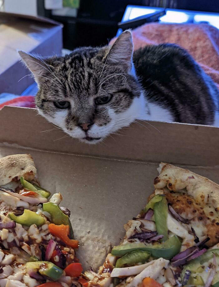 44 absolutely adorable photos of animals staring hungrily at people’s ...