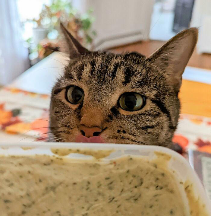 44 absolutely adorable photos of animals staring hungrily at people’s ...