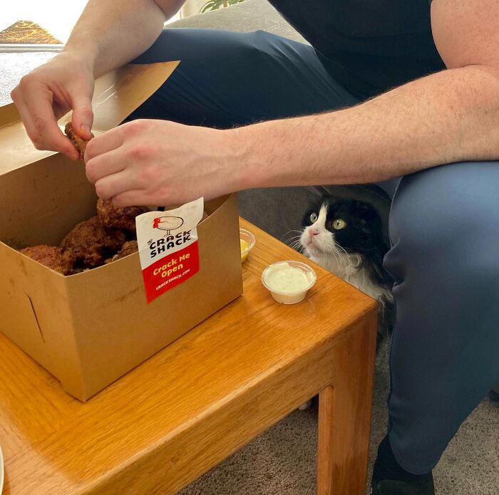 44 absolutely adorable photos of animals staring hungrily at people’s ...