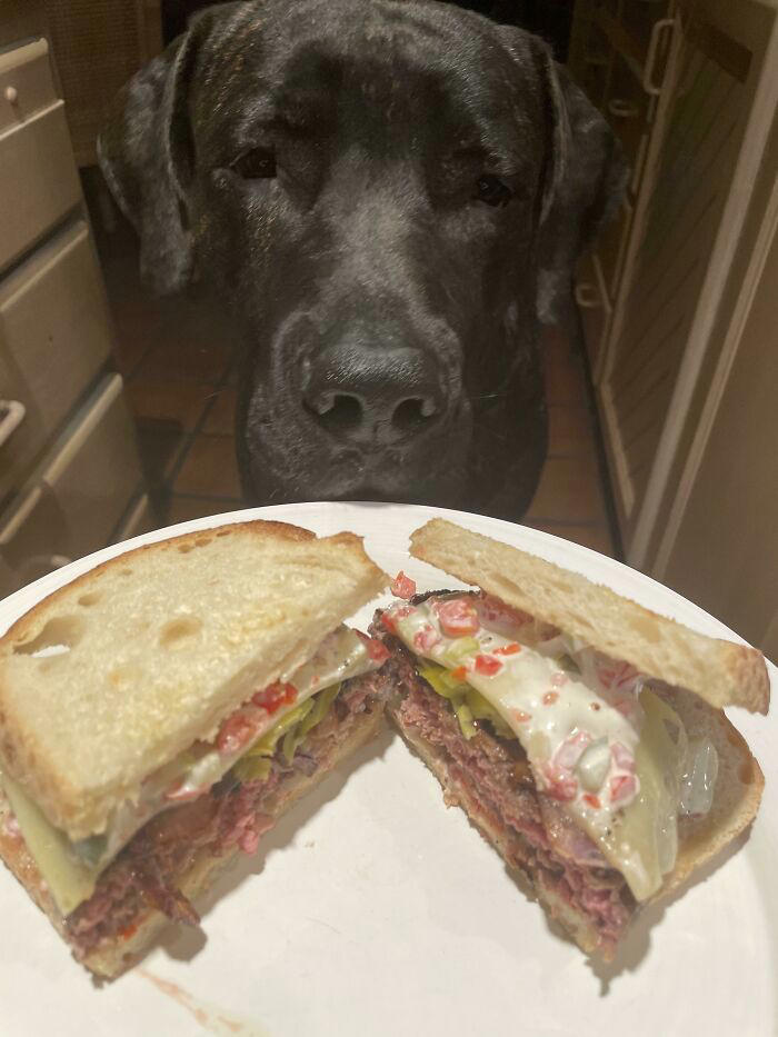 44 absolutely adorable photos of animals staring hungrily at people’s ...
