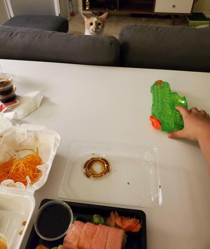 44 absolutely adorable photos of animals staring hungrily at people’s ...