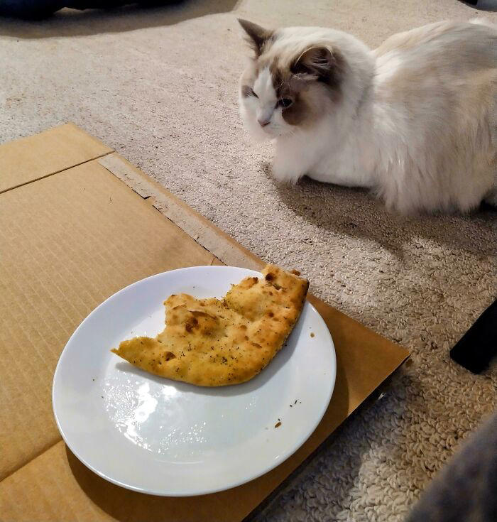 44 absolutely adorable photos of animals staring hungrily at people’s ...