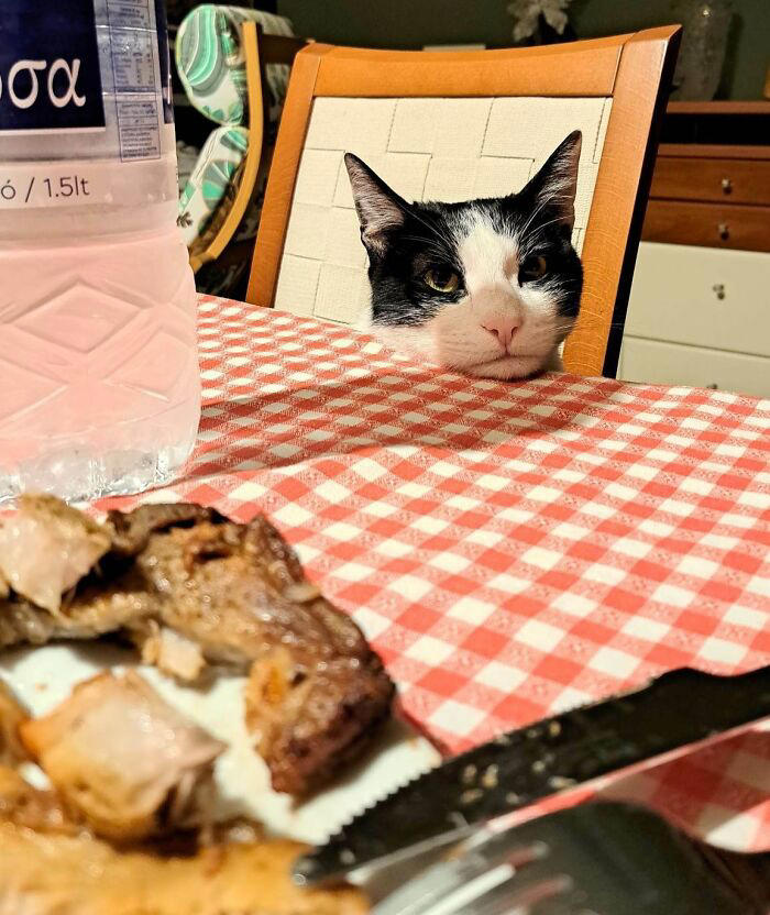 44 absolutely adorable photos of animals staring hungrily at people’s ...