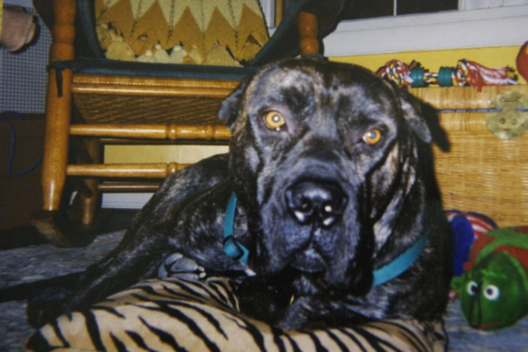 Ex-San Francisco lawyer whose 'dog of death' killed Diane Whipple is ...