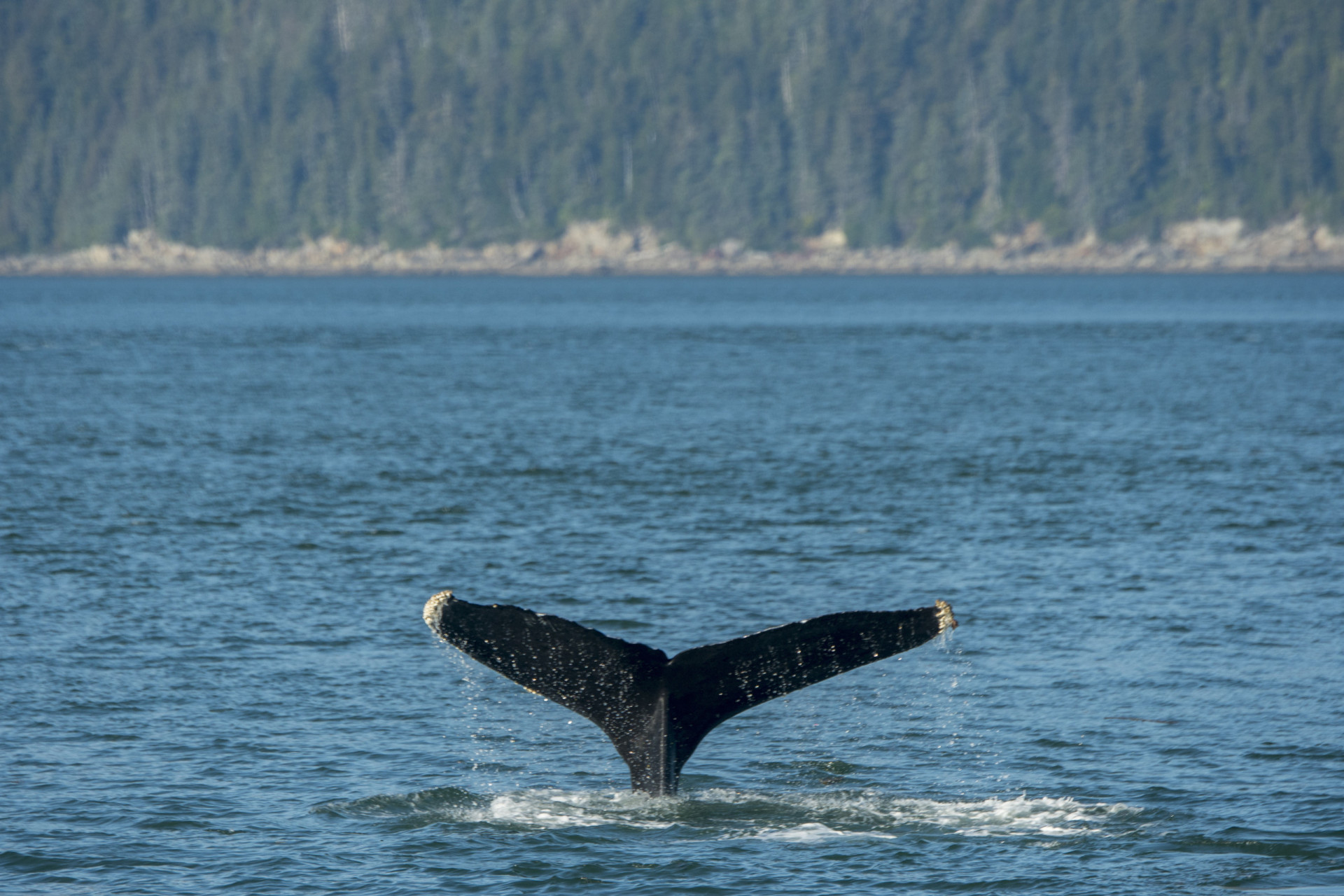 Best places for whale watching in the US
