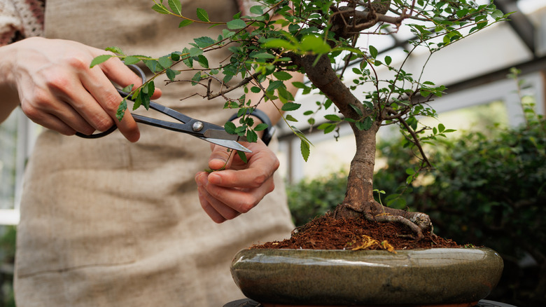 The best way to prune a bonsai tree for a strong & healthy plant