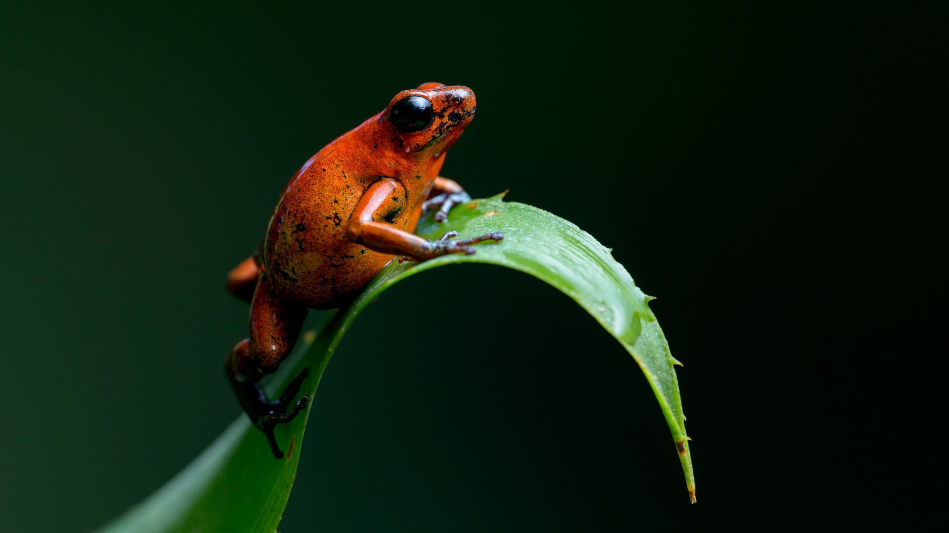Amphibians that are easy to keep