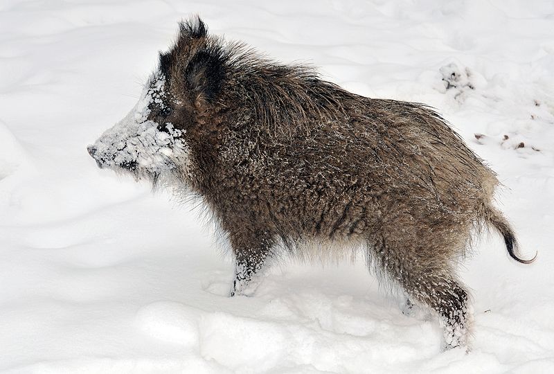 The places you’re most likely to encounter a wild hog on a hike