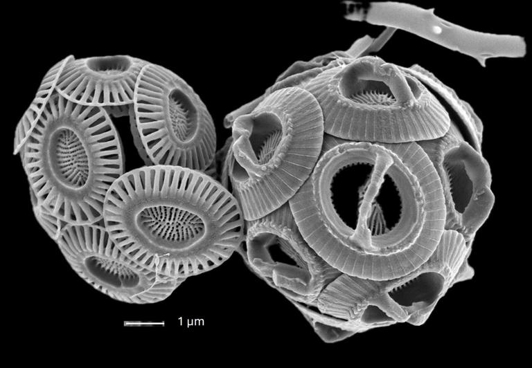 Microscopic plankton reveal tropicalization of the Mediterranean Sea