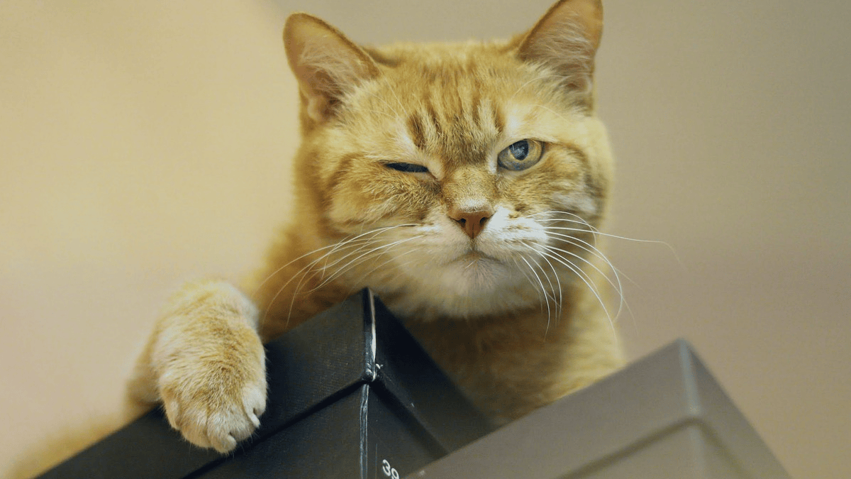3 simple habits that can help your cat live longer, according to ...