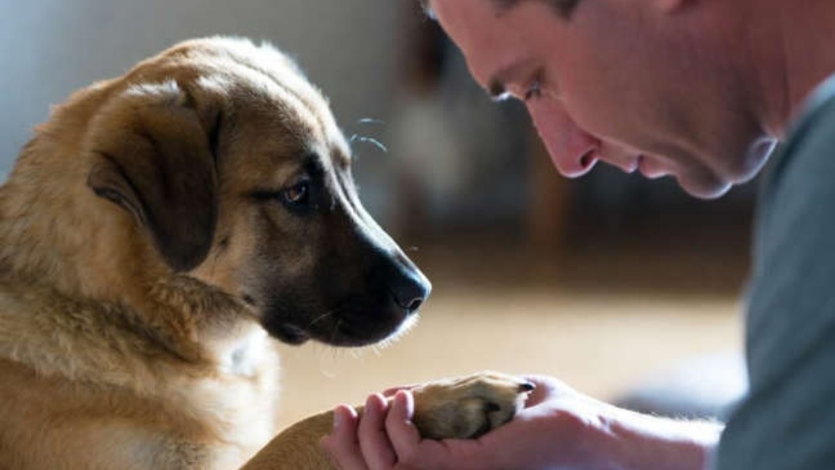 What is your dog trying to communicate by touching you with its paw?