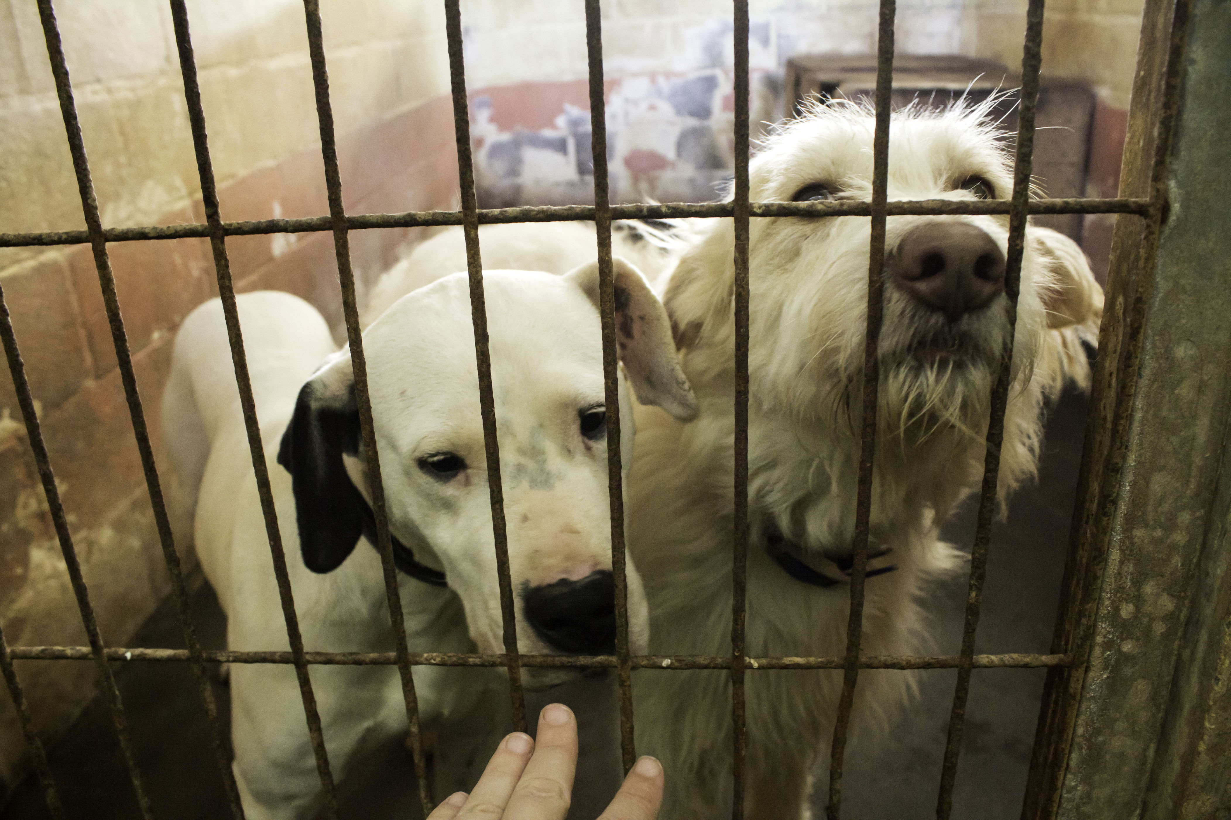 Animal behaviorist reveals what rescue puppies learn that pedigrees don't