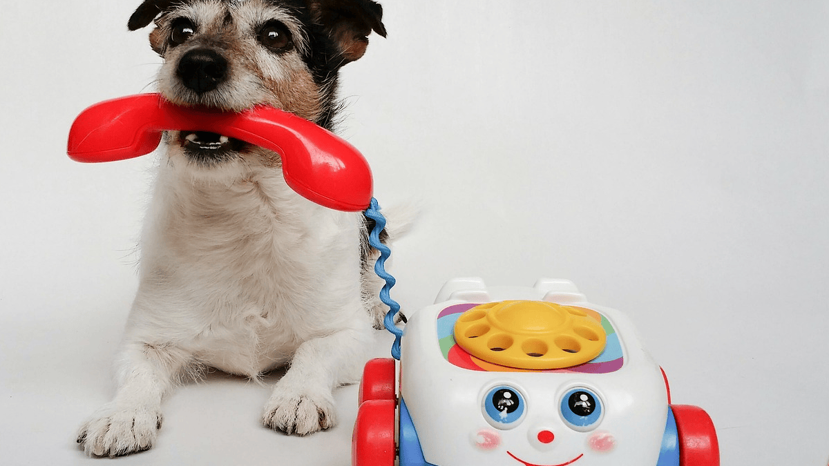 Lo que tu perro necesita para ser feliz y casi todos olvidan darle