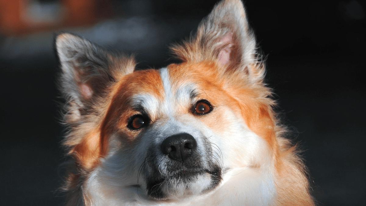 Lo que tu perro necesita para ser feliz y casi todos olvidan darle