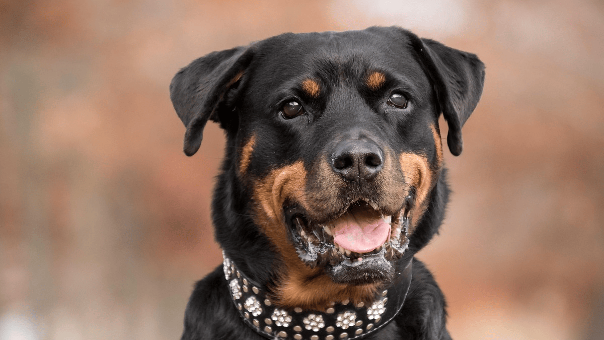 Lo que tu perro necesita para ser feliz y casi todos olvidan darle
