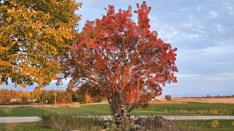 The large maple tree variety you should reconsider planting in your yard