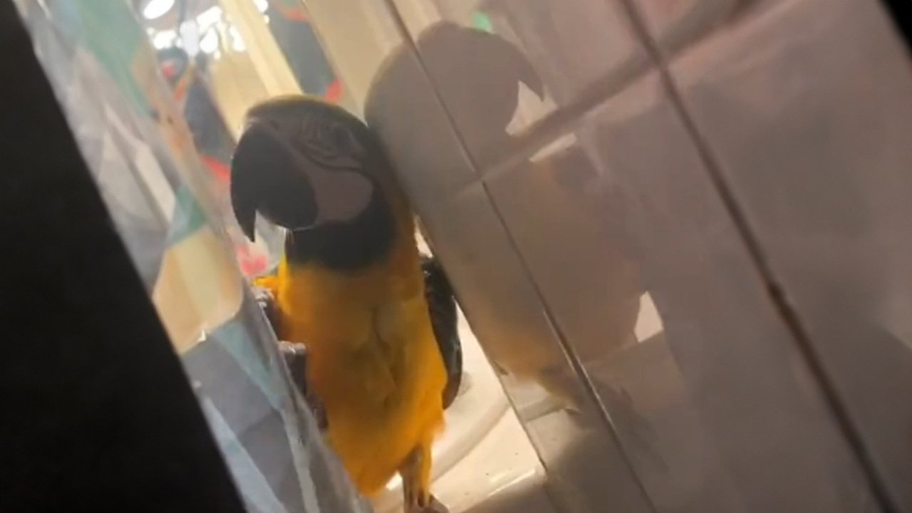 Parrot explores its surroundings