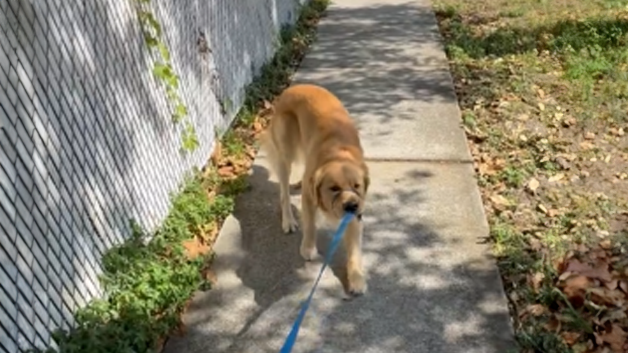 Dog proudly takes control of the leash