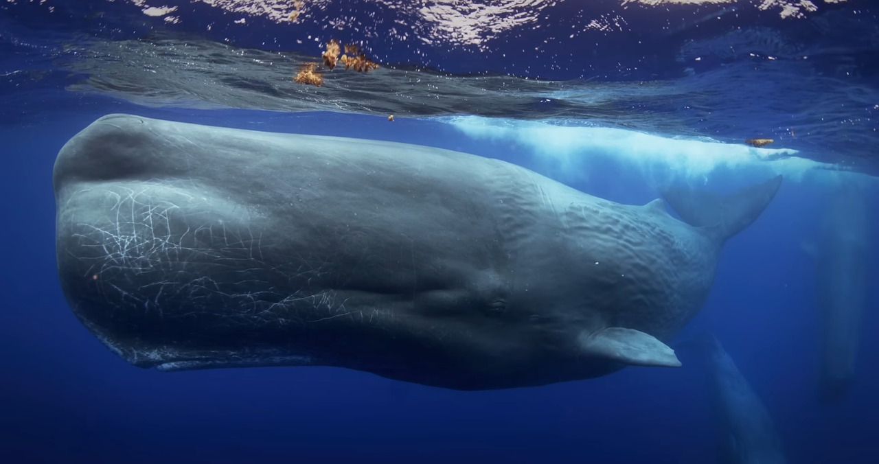 Watch these giant deep sea creatures rise from the darkness