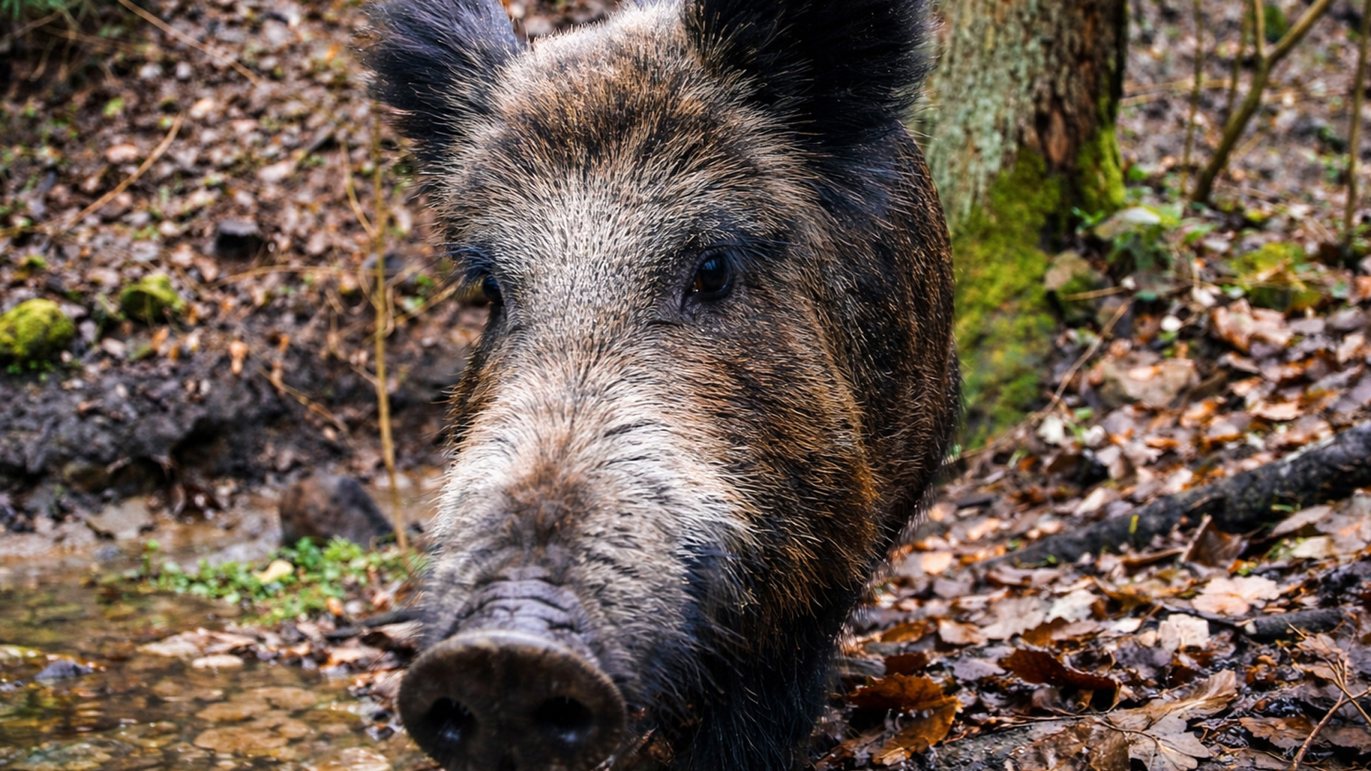 This wild boar came too close to my camera trap
