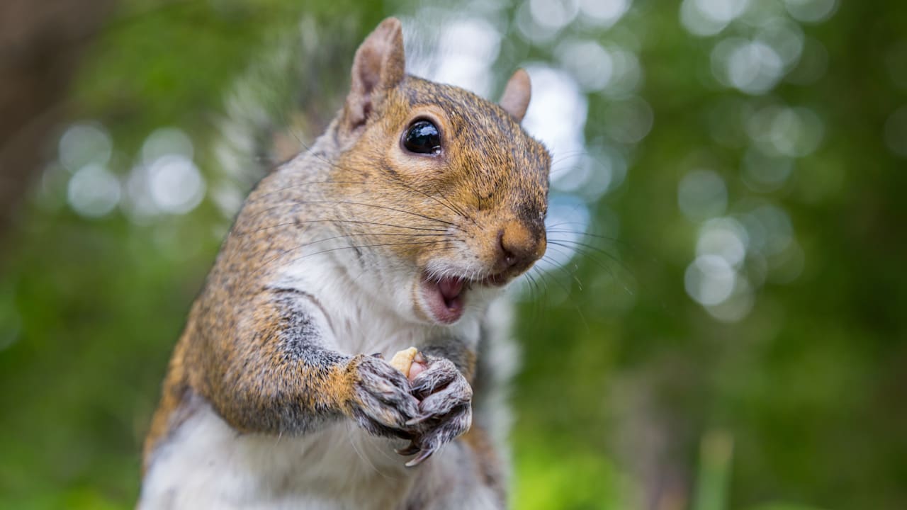 Leben nur drei Jahre - warum Eichhörnchen selten alt werden