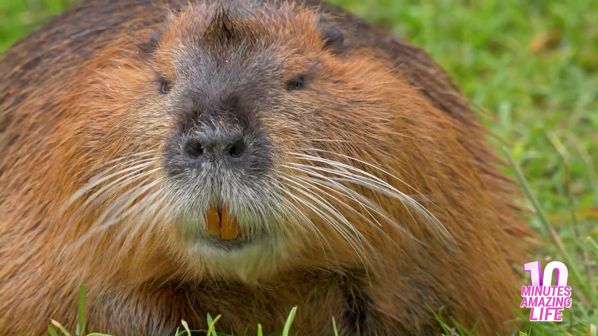 Those bright orange teeth are the nutria’s secret weapon