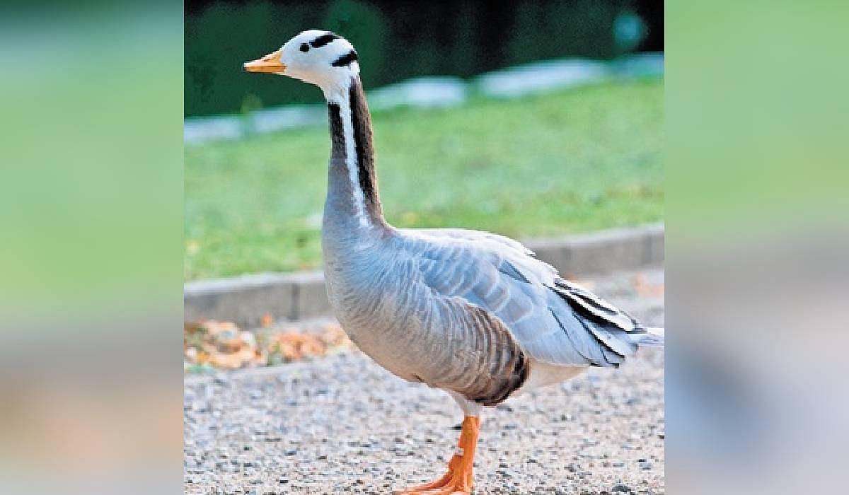 Bhopal diary: Rare goose spotted in Panna jungles