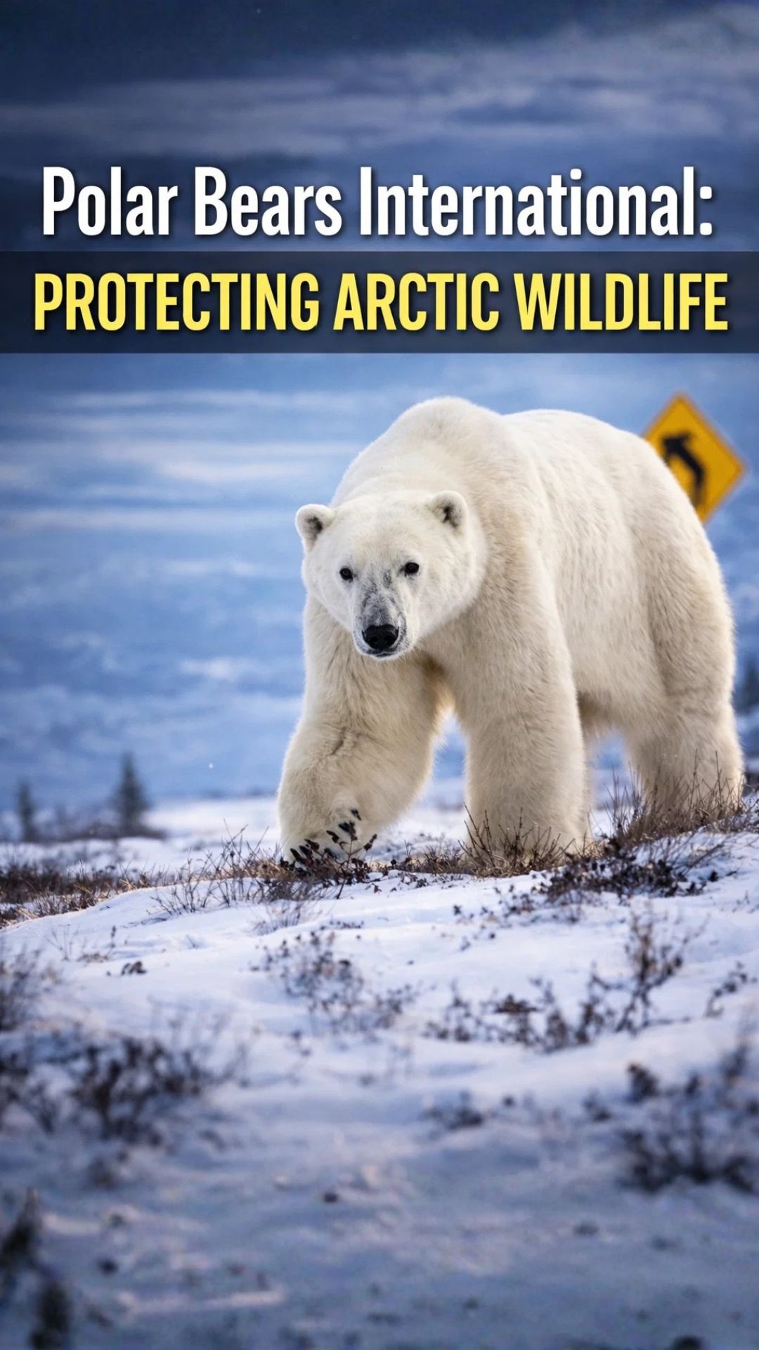 Polar Bears International protecting Arctic wildlife
