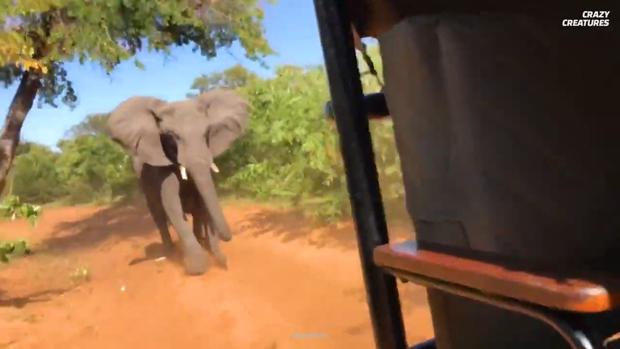 Safari terror – angry elephant charges tourists