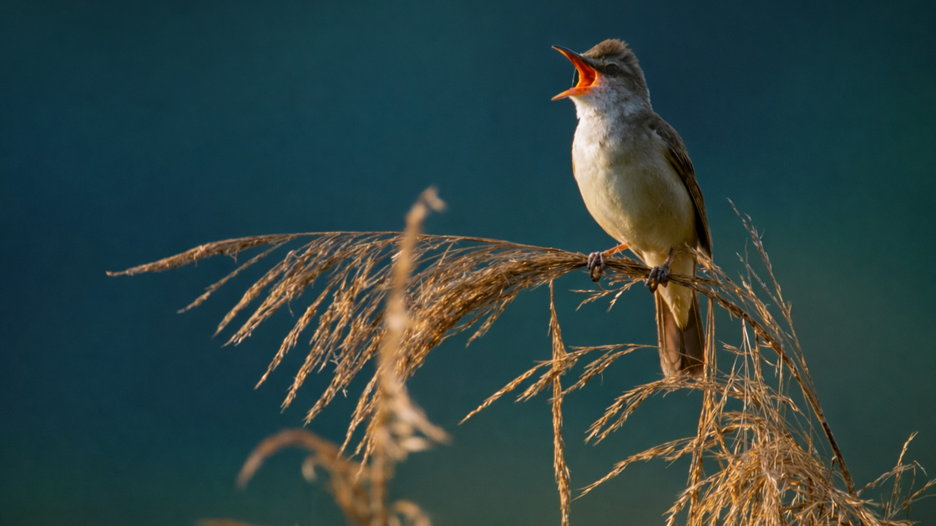 Ik geloofde mijn oren niet: dit geluid kwam van zo'n kleine vogel