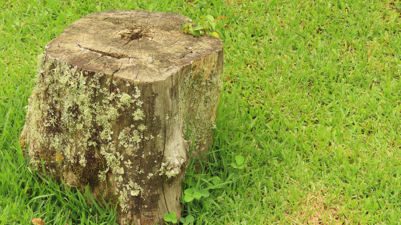 Safety tips you need to know before using a tree stump grinder