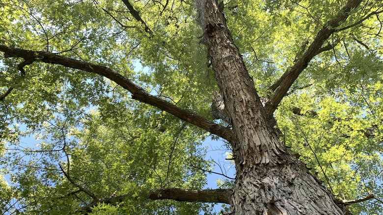 The large maple tree variety you should reconsider planting in your yard