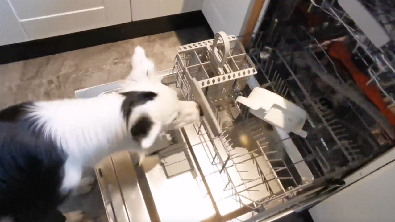 Dog helps with dishwasher chores