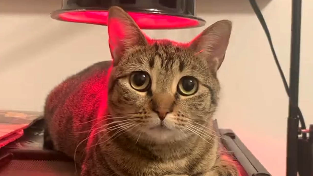 Cat finds cozy spot under heat lamp