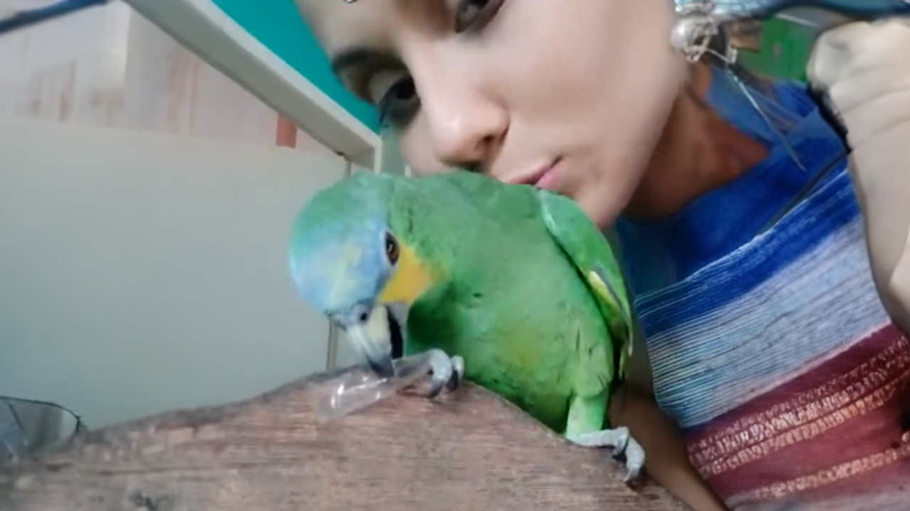 Parrot bursts into laughter after peck