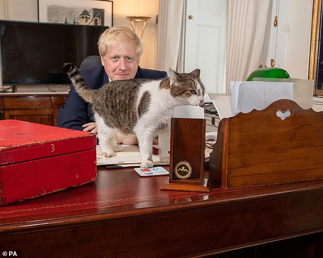 Larry the cat celebrates 15 years! Chief mouser, 19, marks another year ...